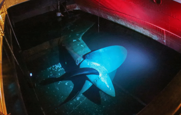 Submechanophobia – Find Out If You Suffer From It | The Shipyard