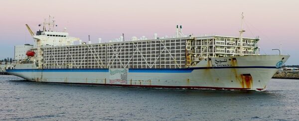 Fighting for Life: The Controversy of Livestock Carriers | The Shipyard